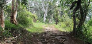 Moalepe Trail Hike - Kauai, Hawaii | Kauai.com