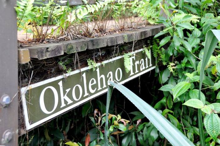 Okolehao Trail Hike - Hanalei Kauai, Hawaii | Kauai.com