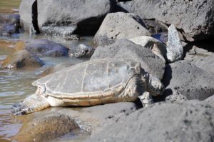 Viewing Green Sea Turtles on Kauai’s South Shore | Kauai.com