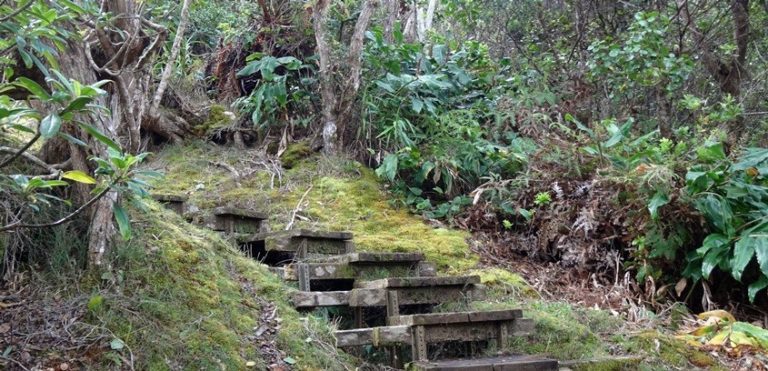Pihea Kilohana ( Alakai Swamp Trail) Kauai Hawaii | Kauai.com